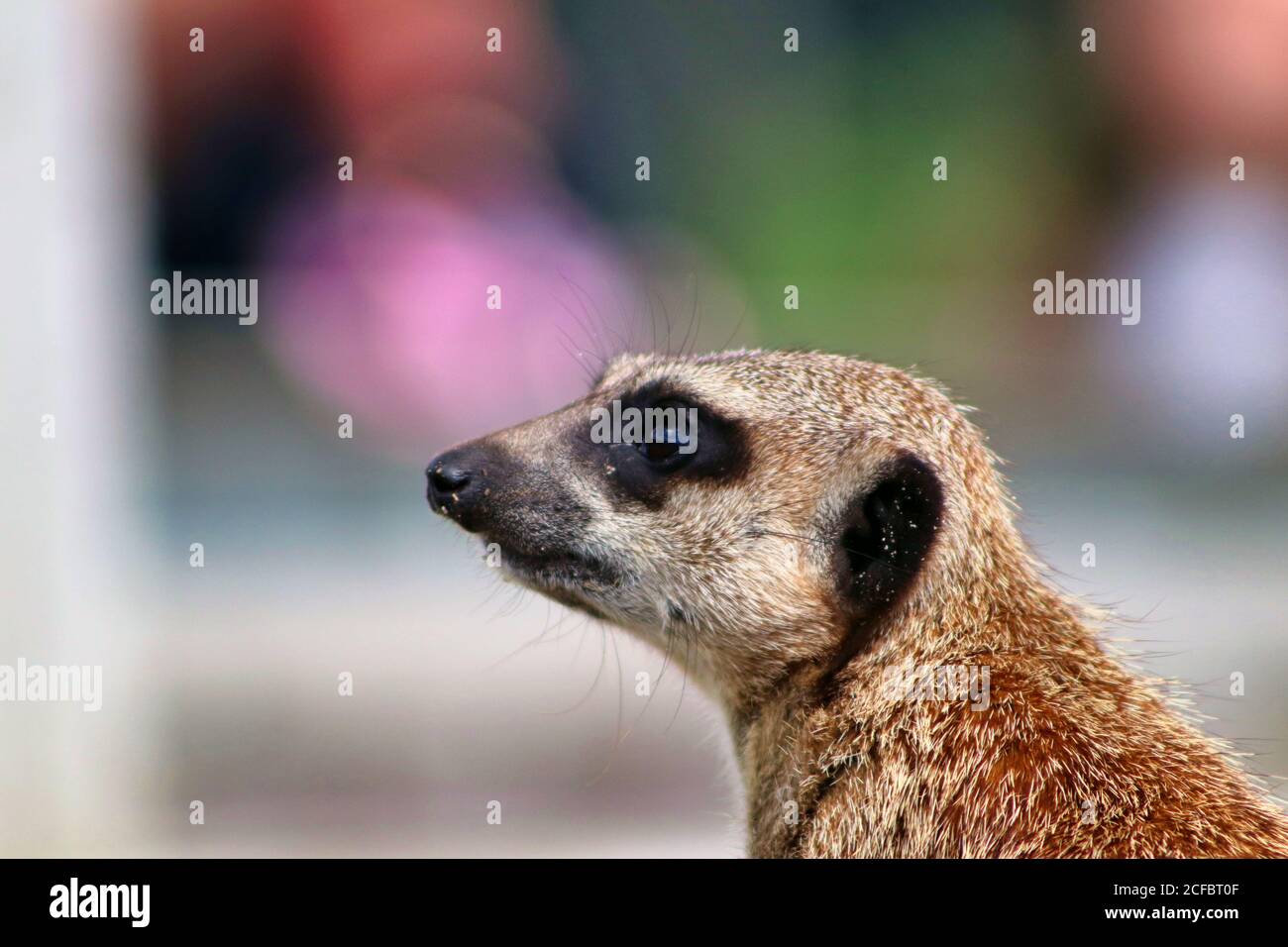 Meerkat head hi-res stock photography and images - Alamy