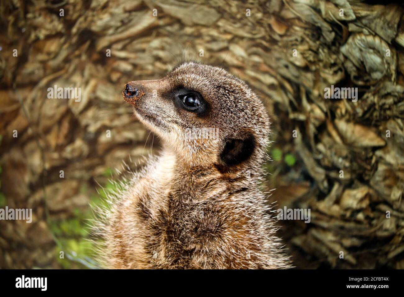 Meerkat observation hi-res stock photography and images - Alamy
