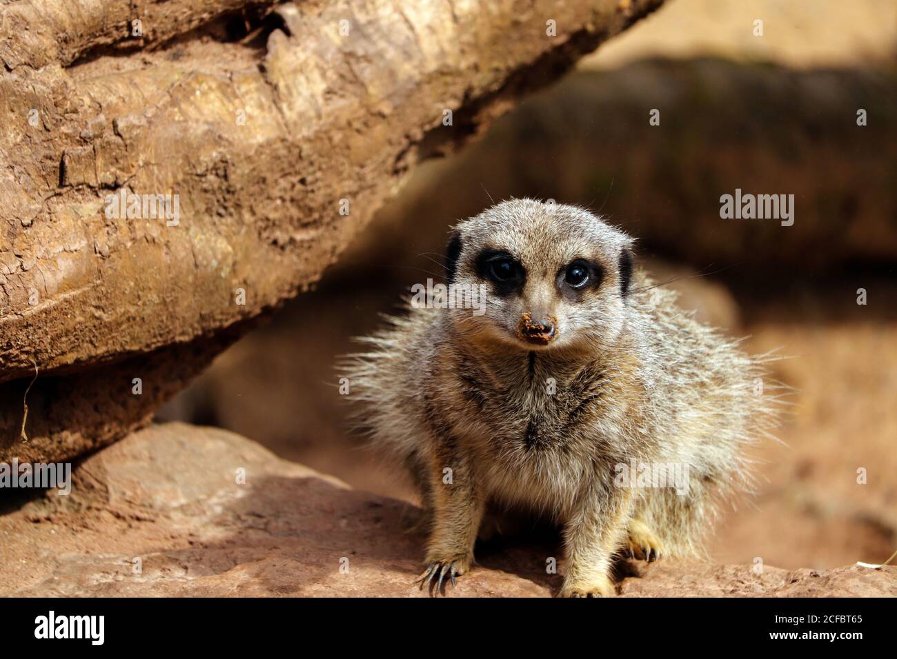 Meerkat observation hi-res stock photography and images - Alamy