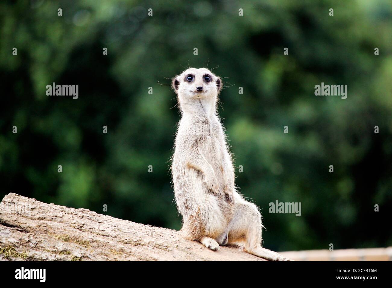 Meerkat observation hi-res stock photography and images - Alamy