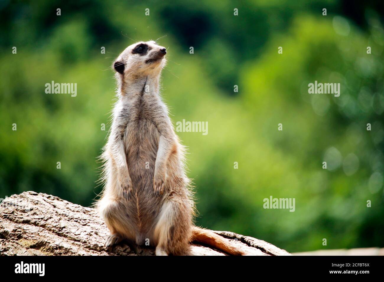 Meerkat observation hi-res stock photography and images - Alamy