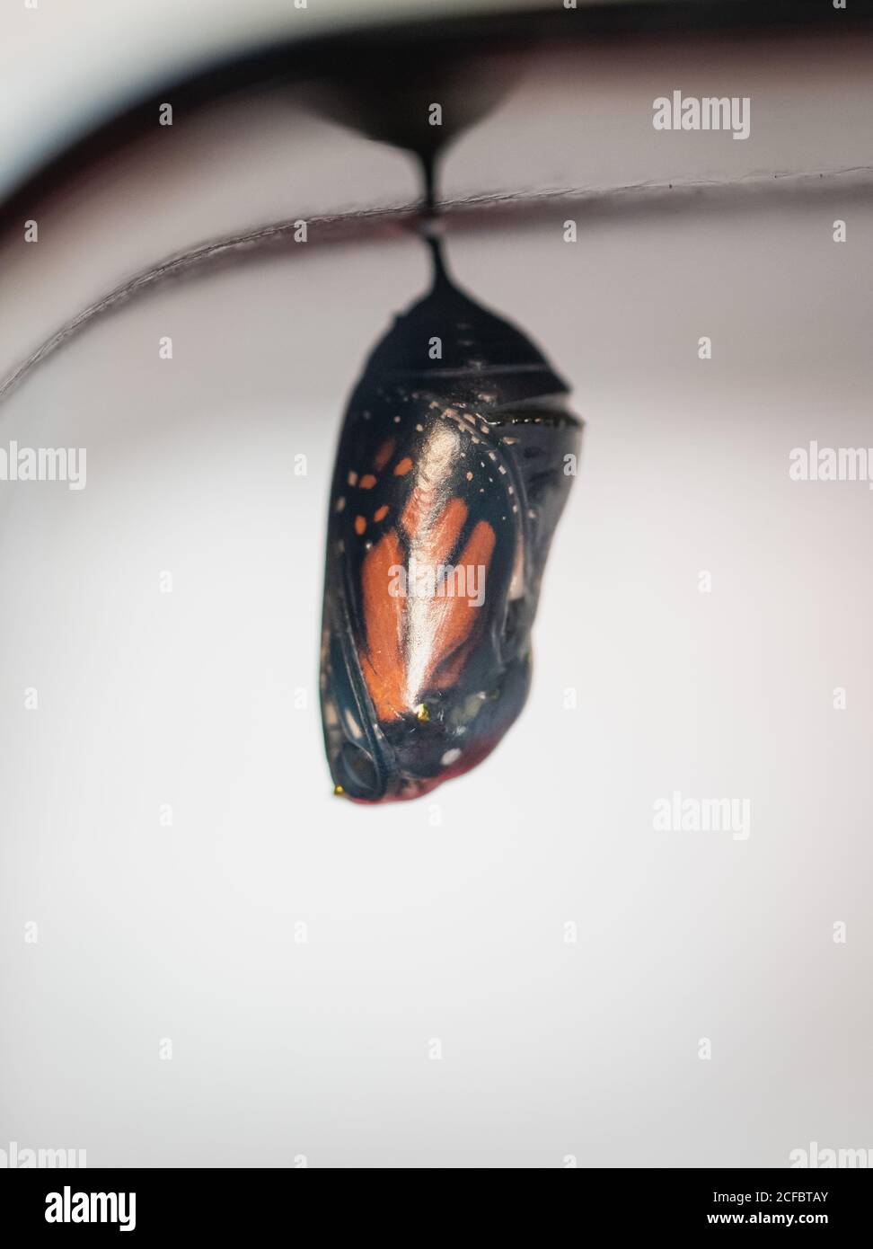 Translucent butterflies hi-res stock photography and images - Alamy