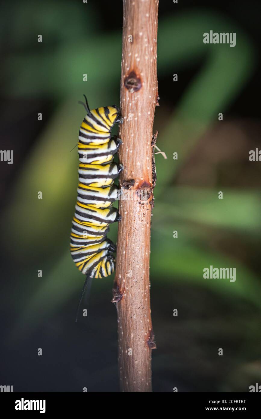 Monarch caterpillar canada hi-res stock photography and images - Alamy