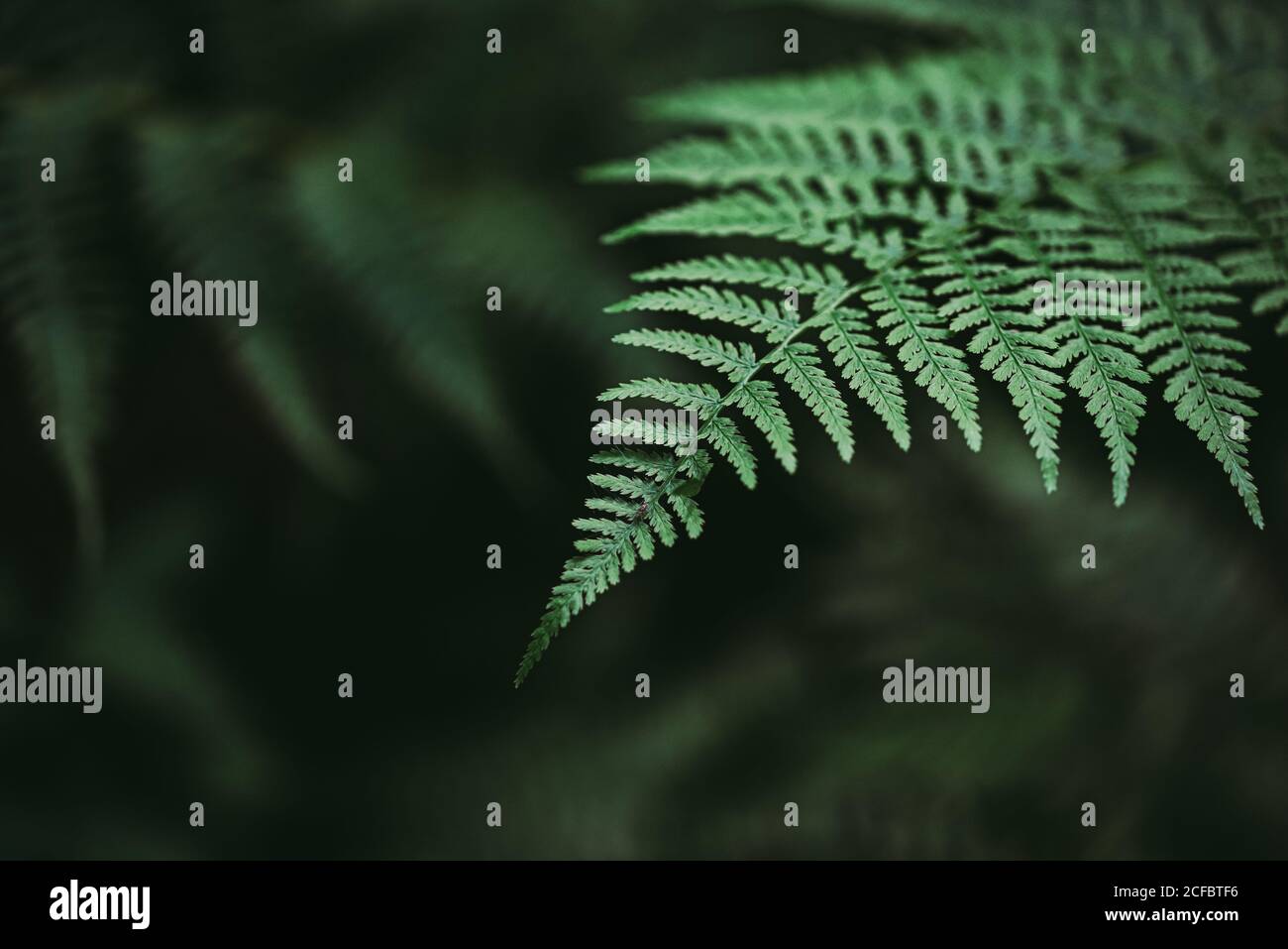 Deep green exterior hi-res stock photography and images - Alamy