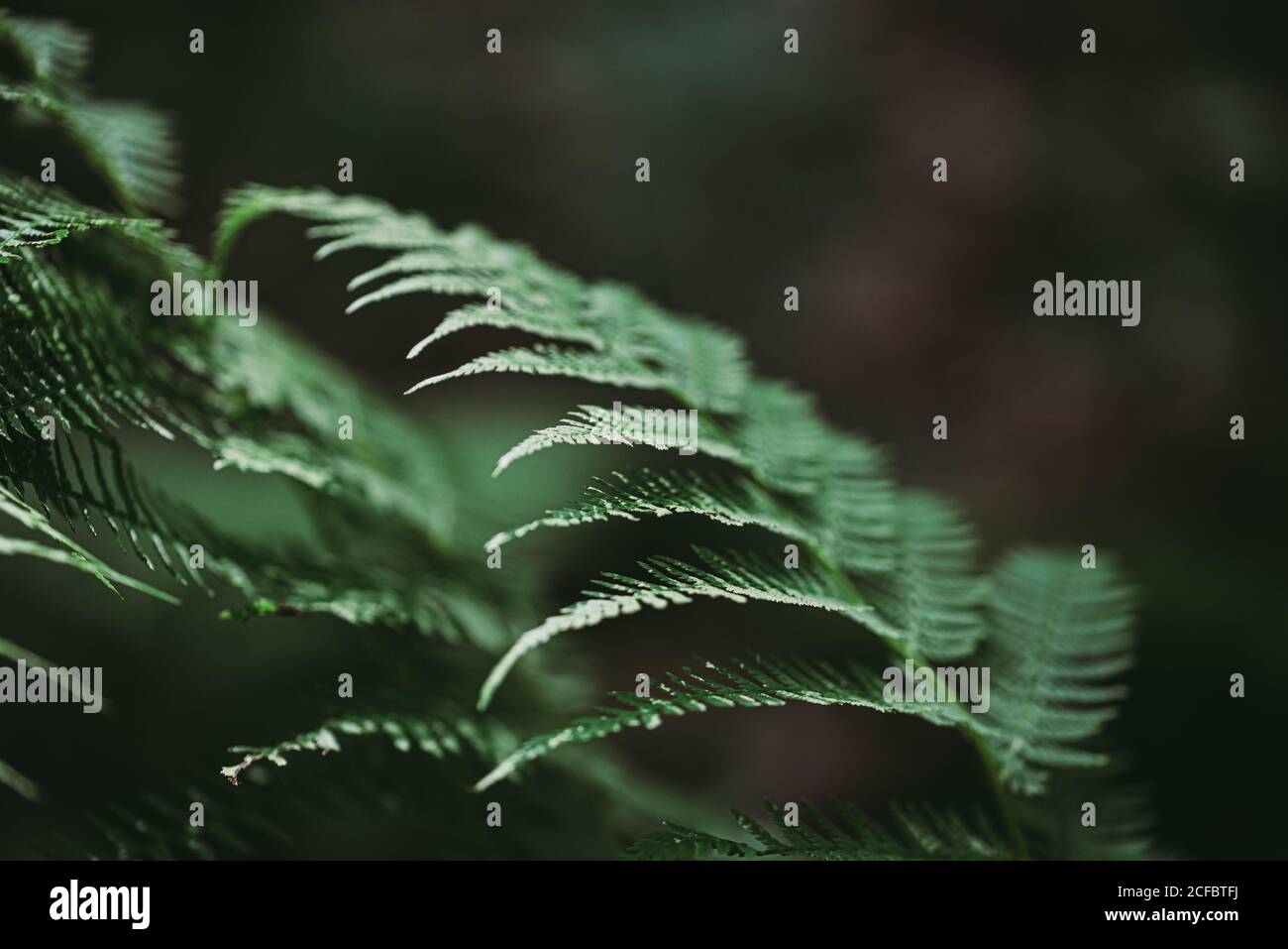 Close up of deep green fern leaf growing in a forest setting Stock ...