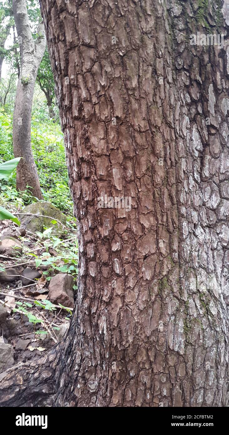 Sapwood and heartwood hi-res stock photography and images - Alamy