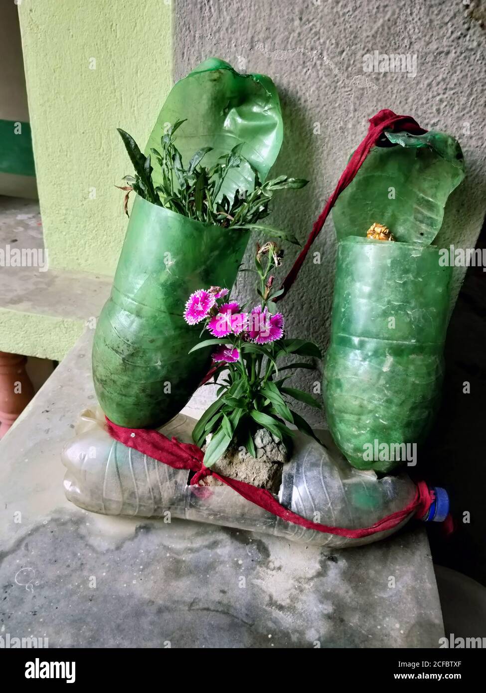 Soda bottles being used as pots. You can recycle bottles to grow plants ...