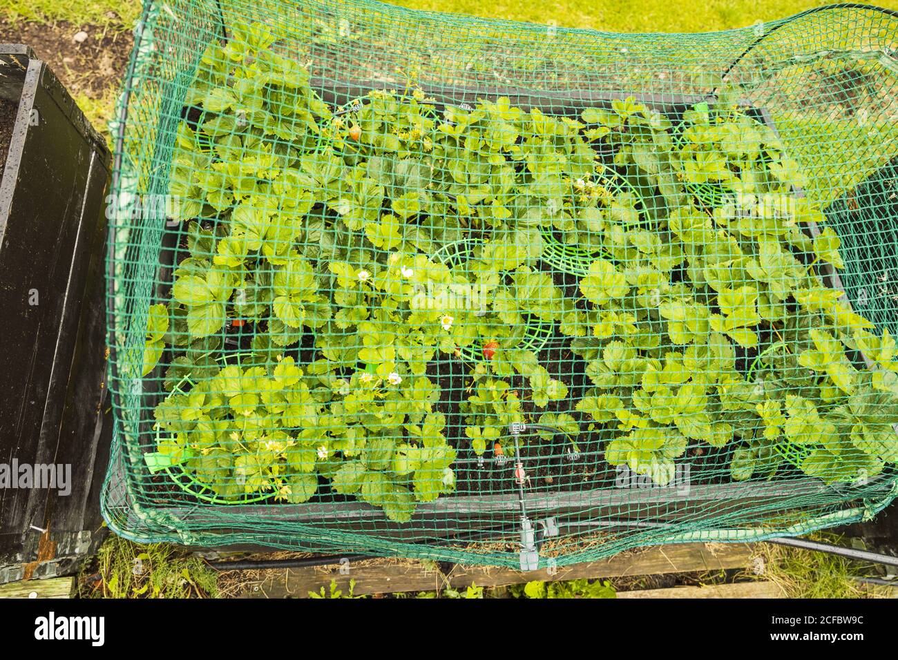 View of strawberry plants in pallet collar with watering system ...