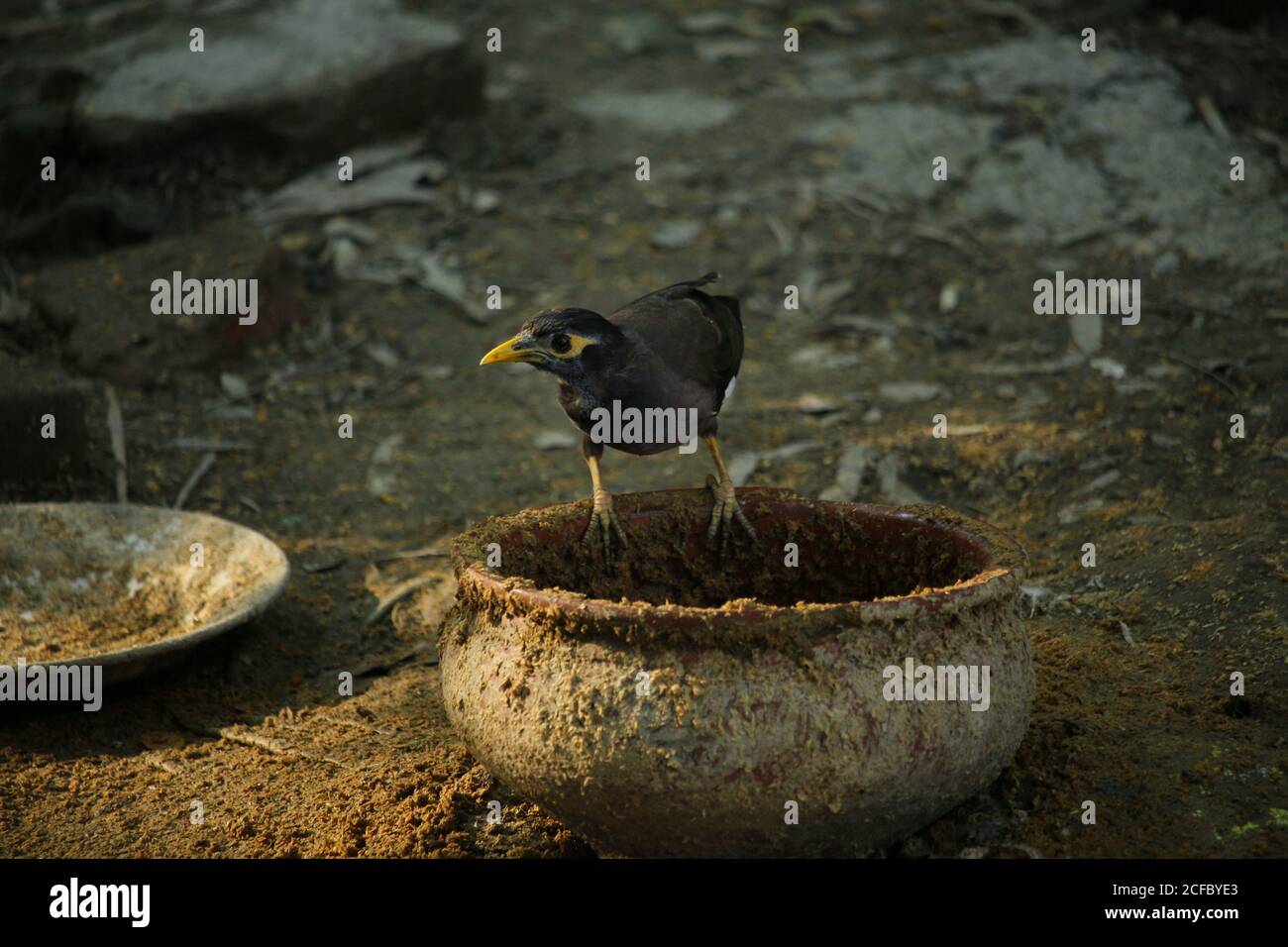 Common myna eating food scraps on a bussing cart Stock Photo - Alamy