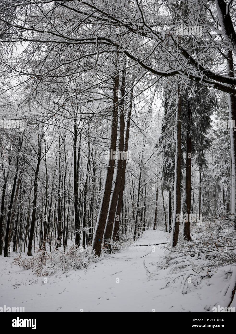 Path and gate in snow hi-res stock photography and images - Alamy