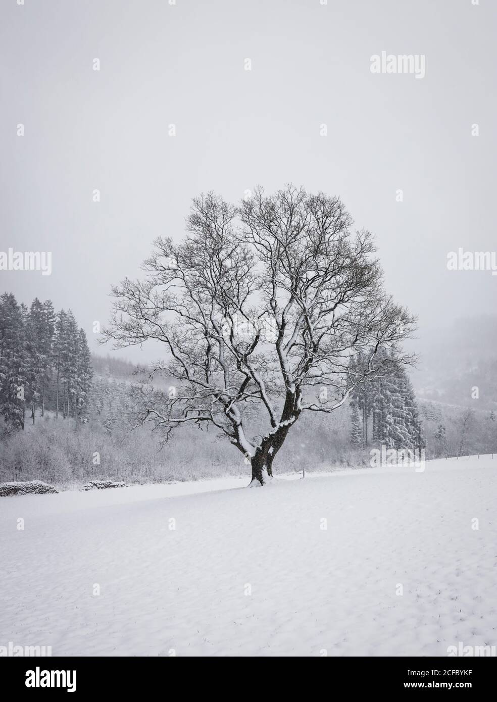 Oak tree in snow hi-res stock photography and images - Alamy