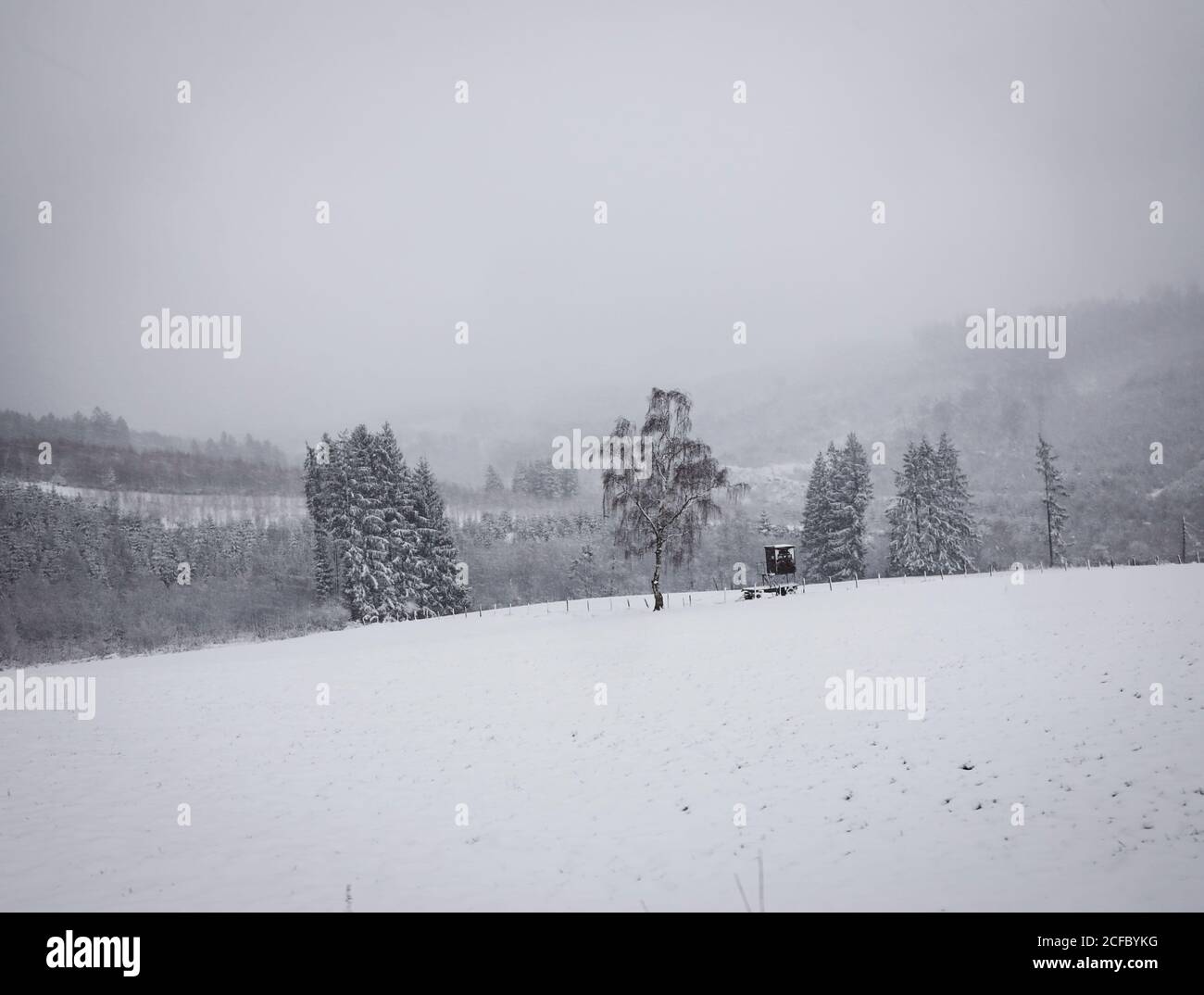 Oak trees in mist snow hi-res stock photography and images - Alamy