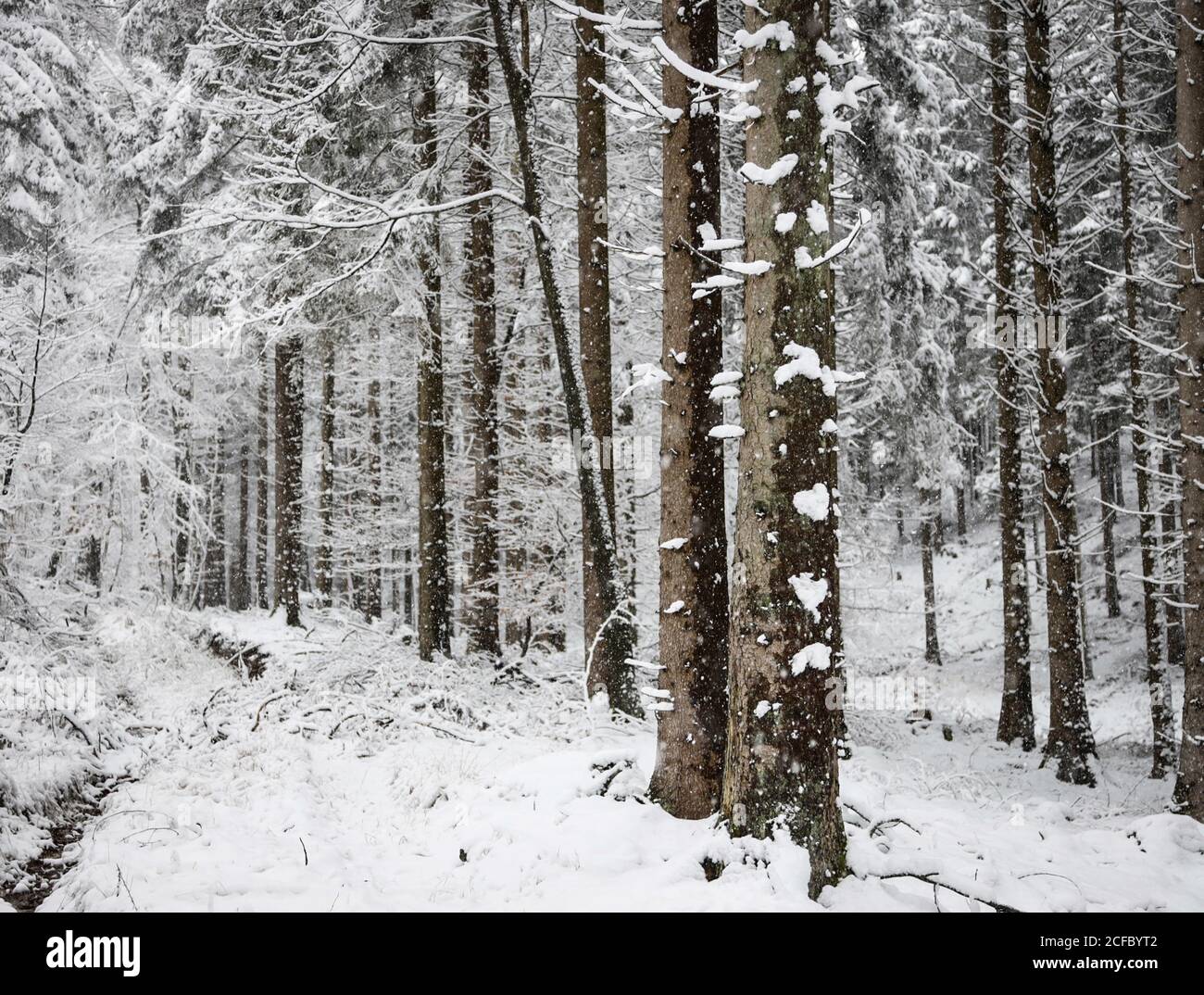 Spruce pure forest hi-res stock photography and images - Alamy
