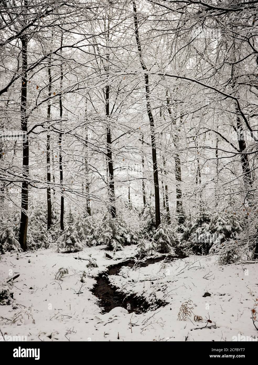Stream in woodland winter hi-res stock photography and images - Alamy