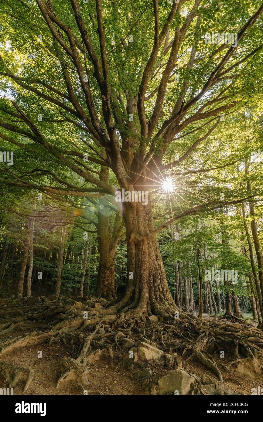 Tree in the middle of the forest with the sun in the background Stock ...