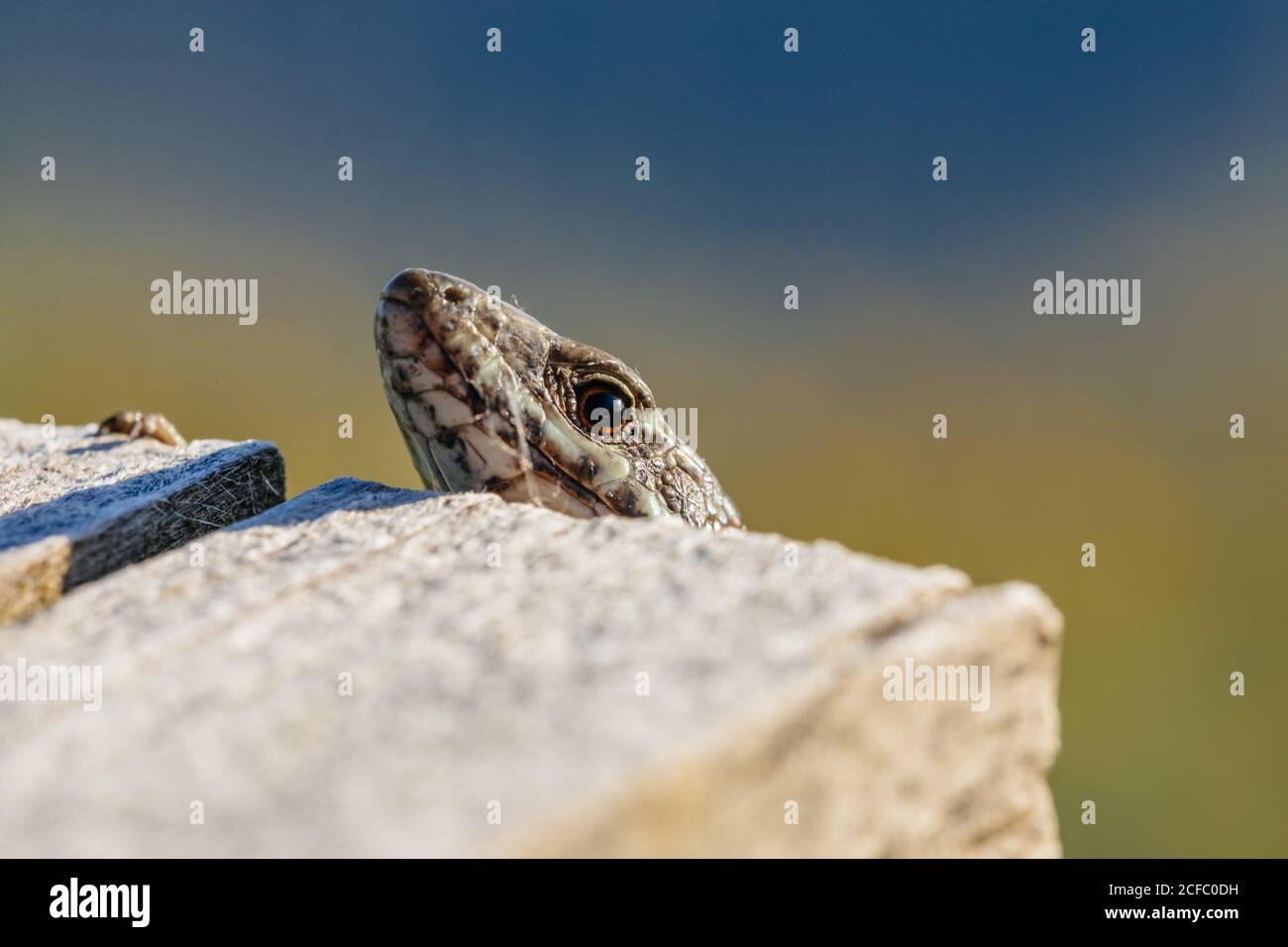 Gray lizard in wild hi-res stock photography and images - Alamy