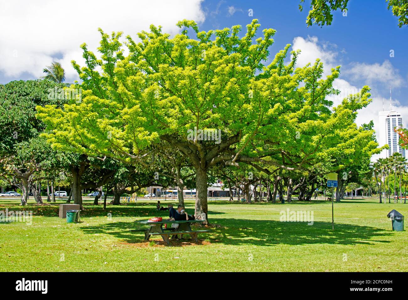 A healthy tree at Ala Moana Beach Park, Honolulu, Oahu, Hawaii, USA ...