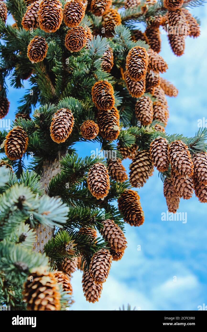 Large and thick pine cones in Canada / autumn Stock Photo - Alamy