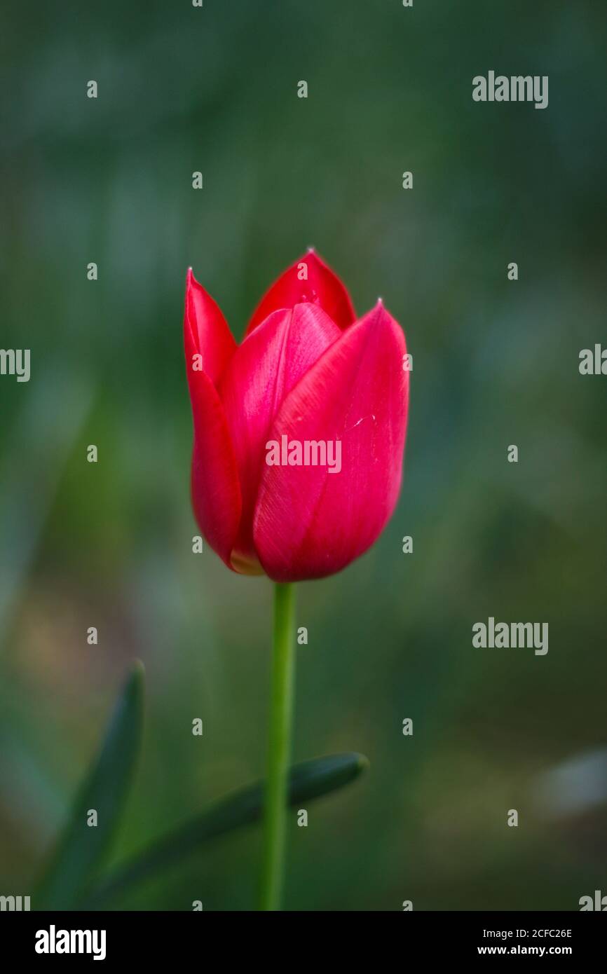 Copford green hi-res stock photography and images - Alamy