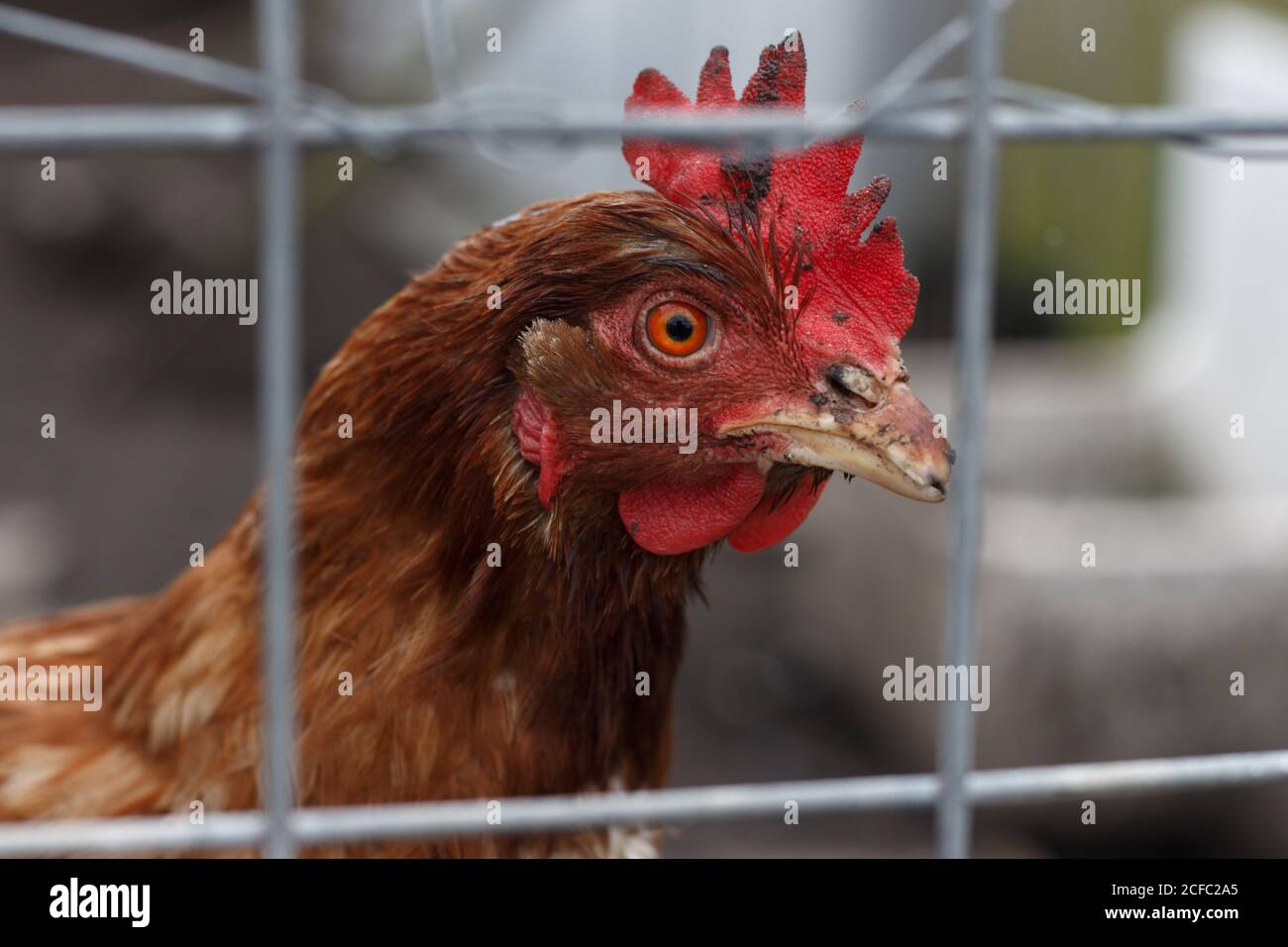 Chicken Behind a Wire Fence Stock Photo - Alamy