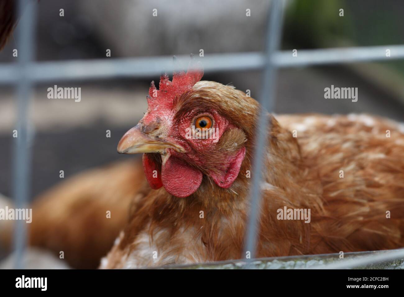 Chicken Behind a Wire Fence Stock Photo - Alamy