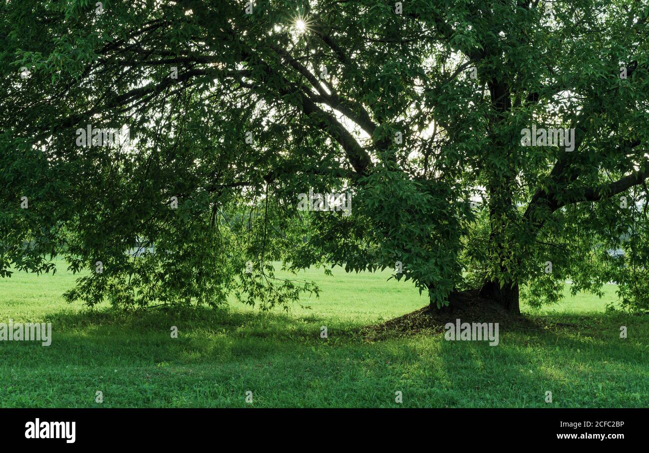 Tree with spreading branches hi-res stock photography and images - Alamy