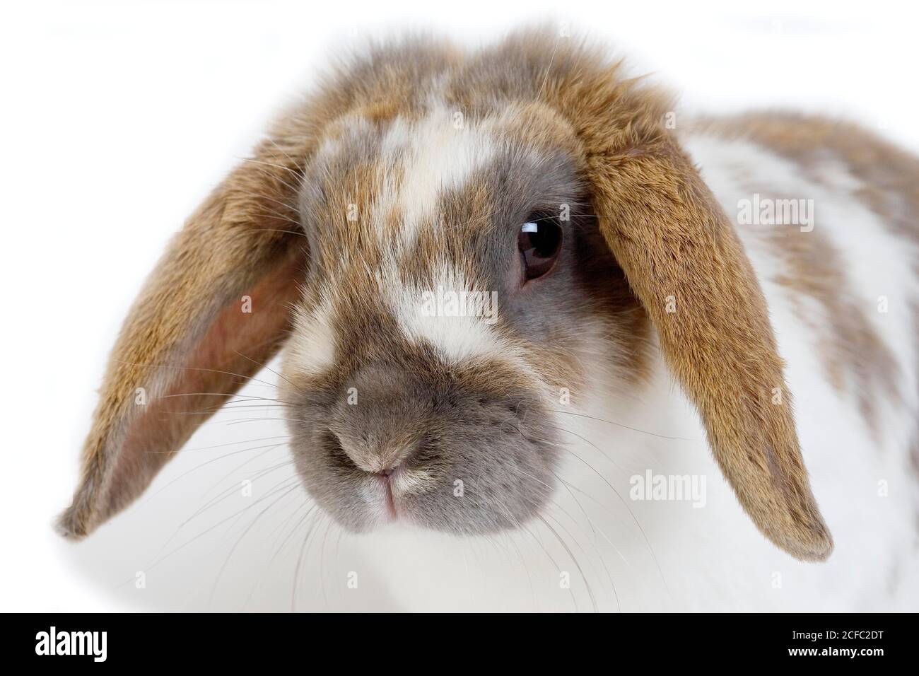 TRICOLOR LOP-EARED RABBIT, ADULT AGAINST WHITE BACKGROUND Stock Photo ...