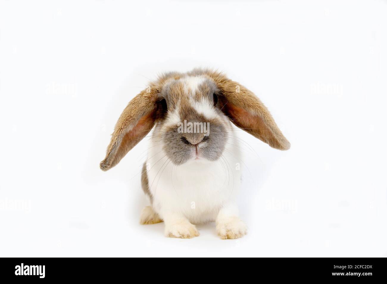 TRICOLOR LOP-EARED RABBIT, ADULT AGAINST WHITE BACKGROUND Stock Photo ...