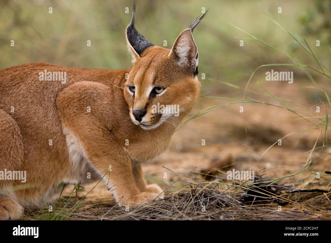 CARACAL caracal caracal, ADULT, NAMIBIA Stock Photo - Alamy