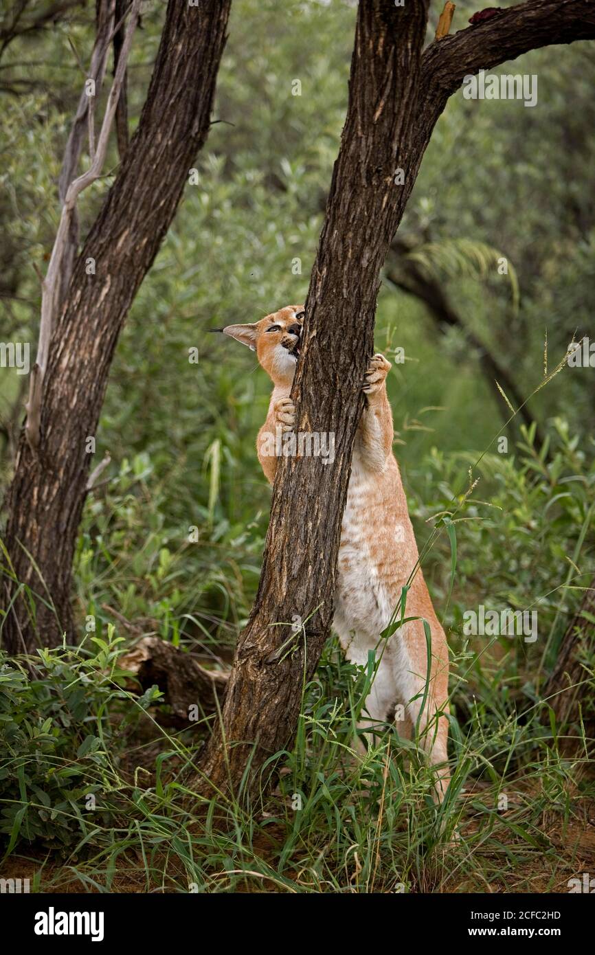 Caracal caracal tree hi-res stock photography and images - Alamy