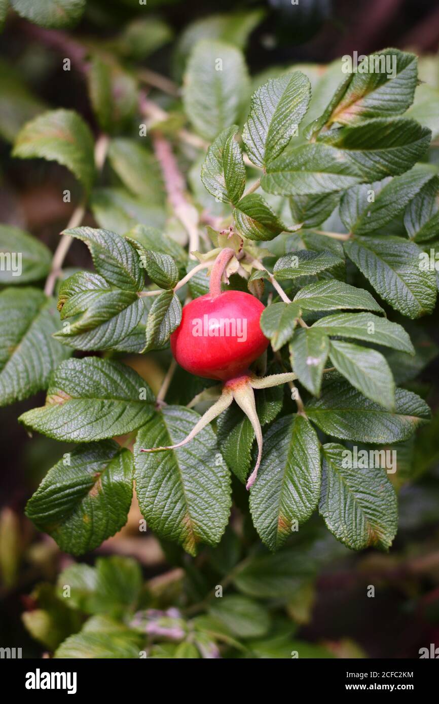 Rosehip in Copford Village Essex Stock Photo - Alamy