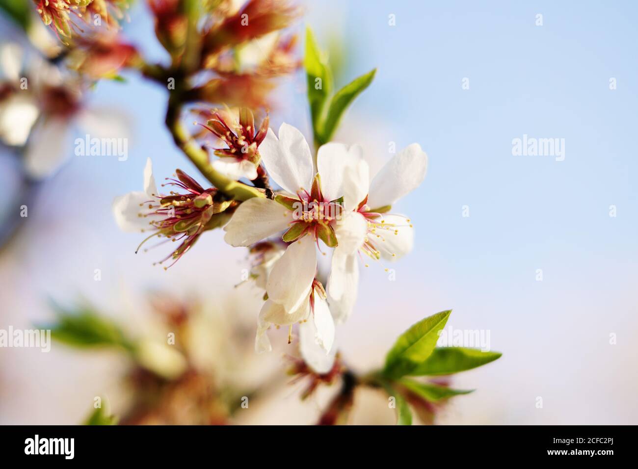Closeup wooden almond tree twig with pink blooms in garden on hills on ...