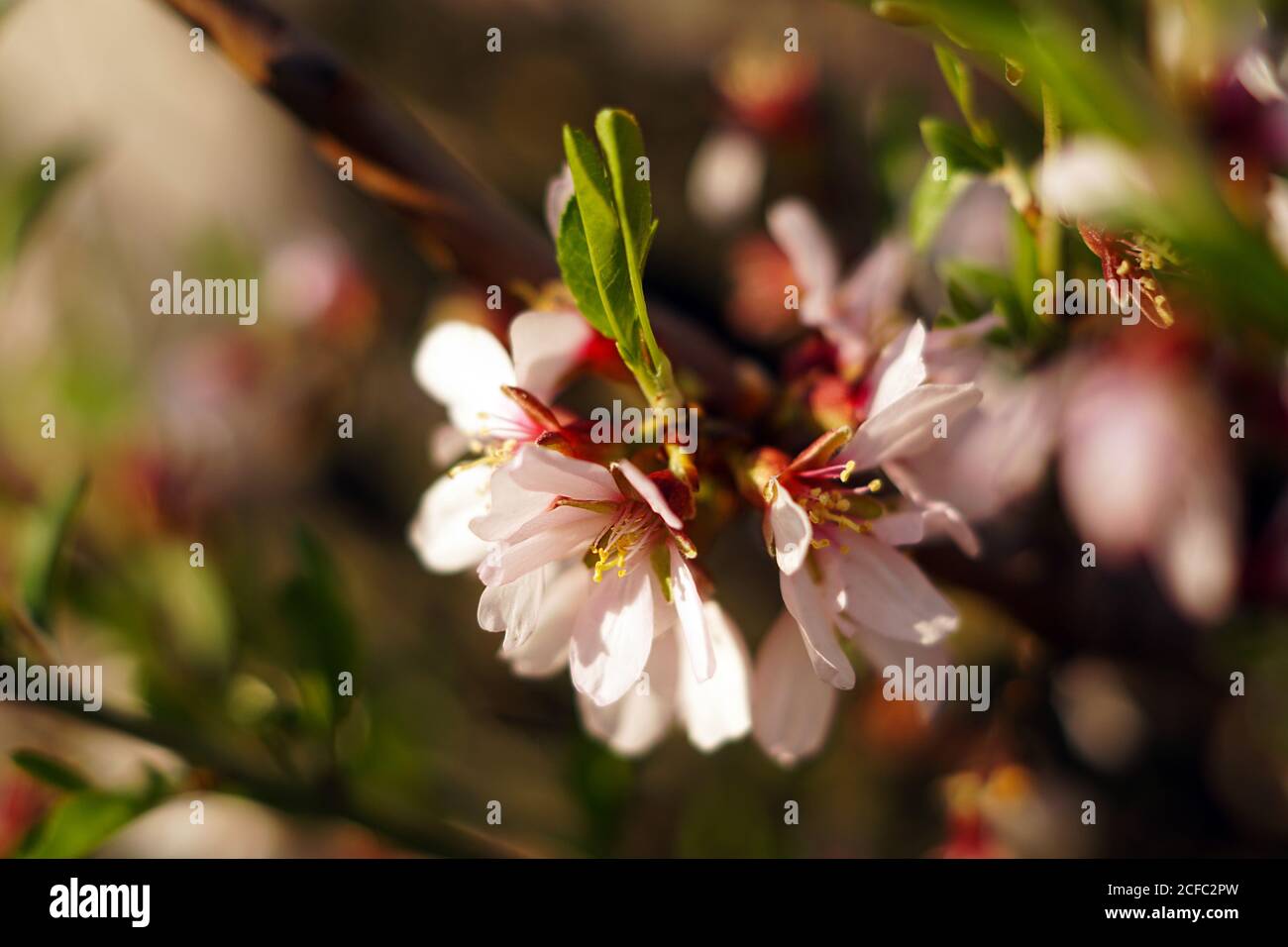 Closeup wooden almond tree twig with pink blooms in garden on hills on ...