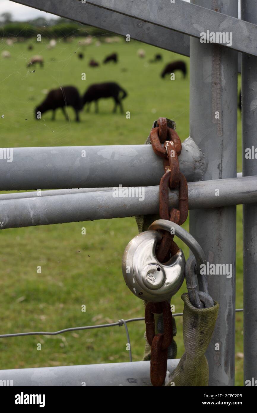 Padlock on gate with sheep behind hi-res stock photography and images ...