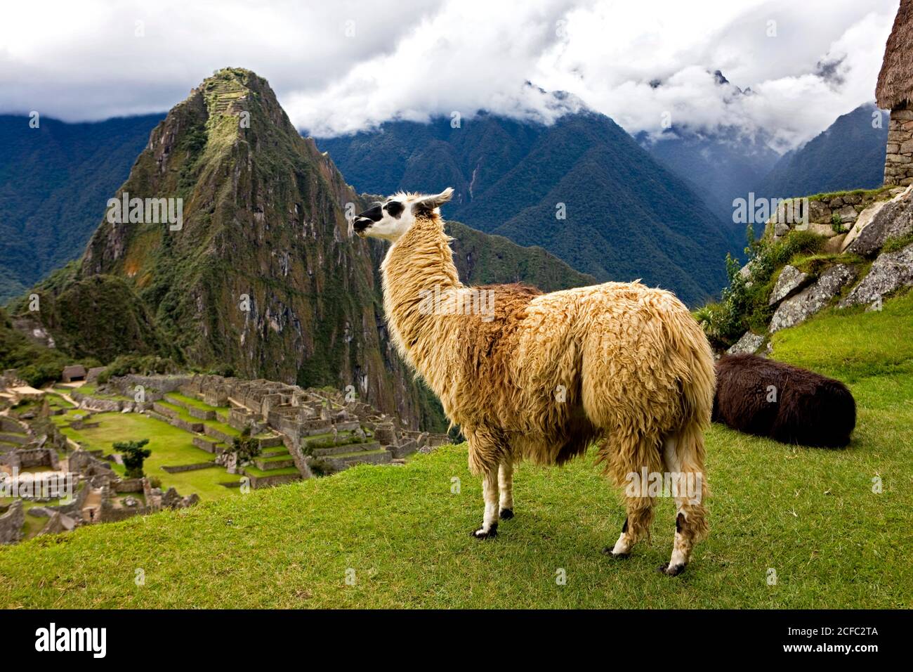 LLAMA lama glama AT MACHU PICCHU, THE LOST CITY OF INCAS, PERU Stock ...