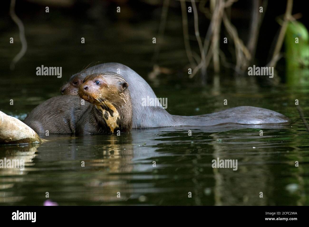 GIANT OTTER pteronura brasiliensis, FEMALE WITH YOUNG, MANU NATIONAL ...