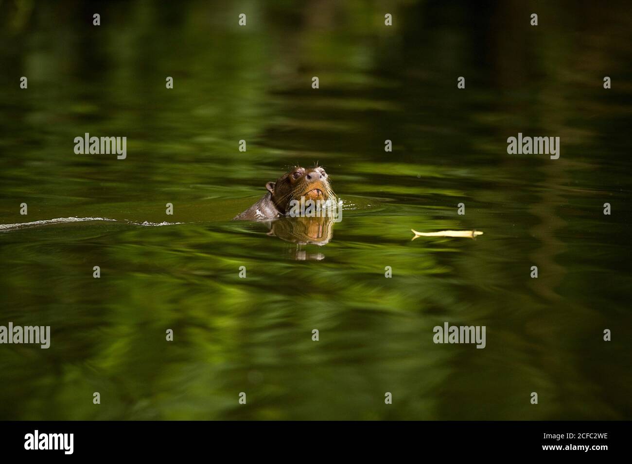GIANT OTTER pteronura brasiliensis, MANU NATIONAL PARC IN PERU Stock ...