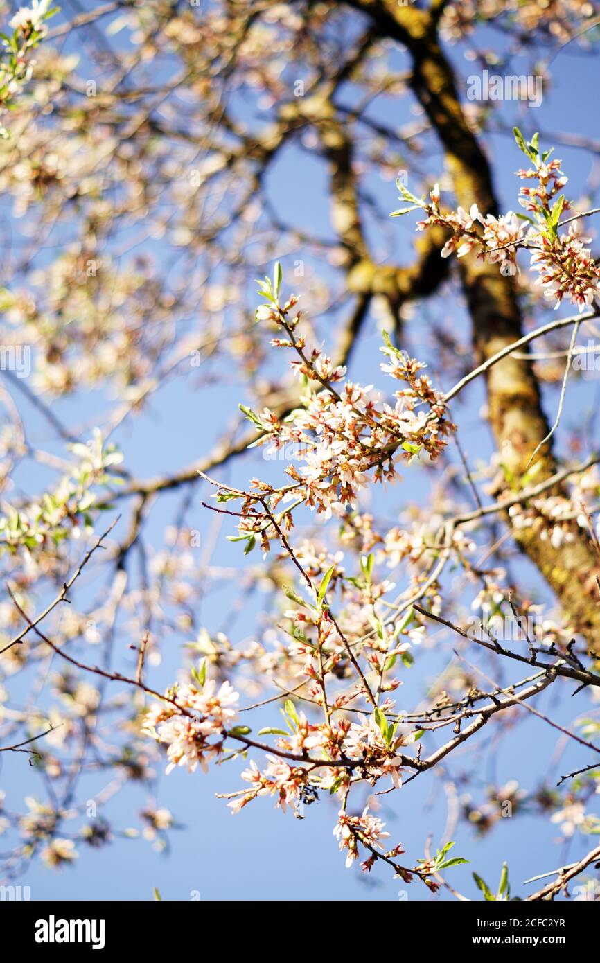 wooden almond tree twig with pink blooms in garden on hills on blurred ...