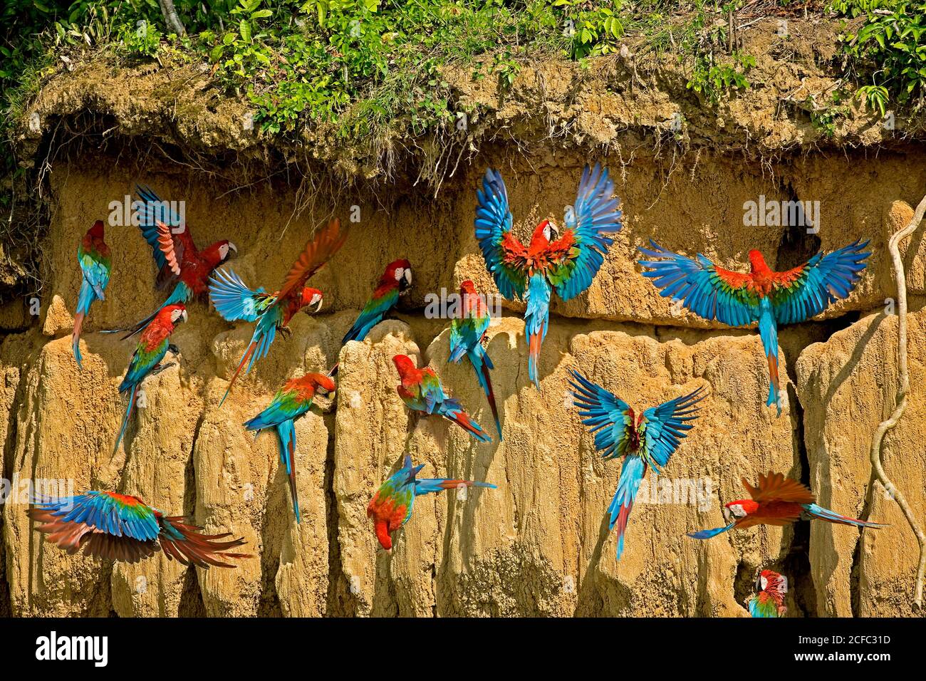 RED-AND-GREEN MACAW ara chloroptera, GROUP EATING CLAY, CLIFF AT MANU ...