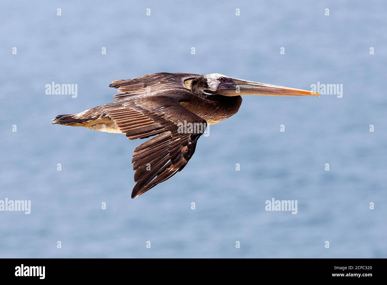 PERUVIAN PELICAN pelecanus thagus, JUVENILE IN FLIGHT, BALLESTAS ...