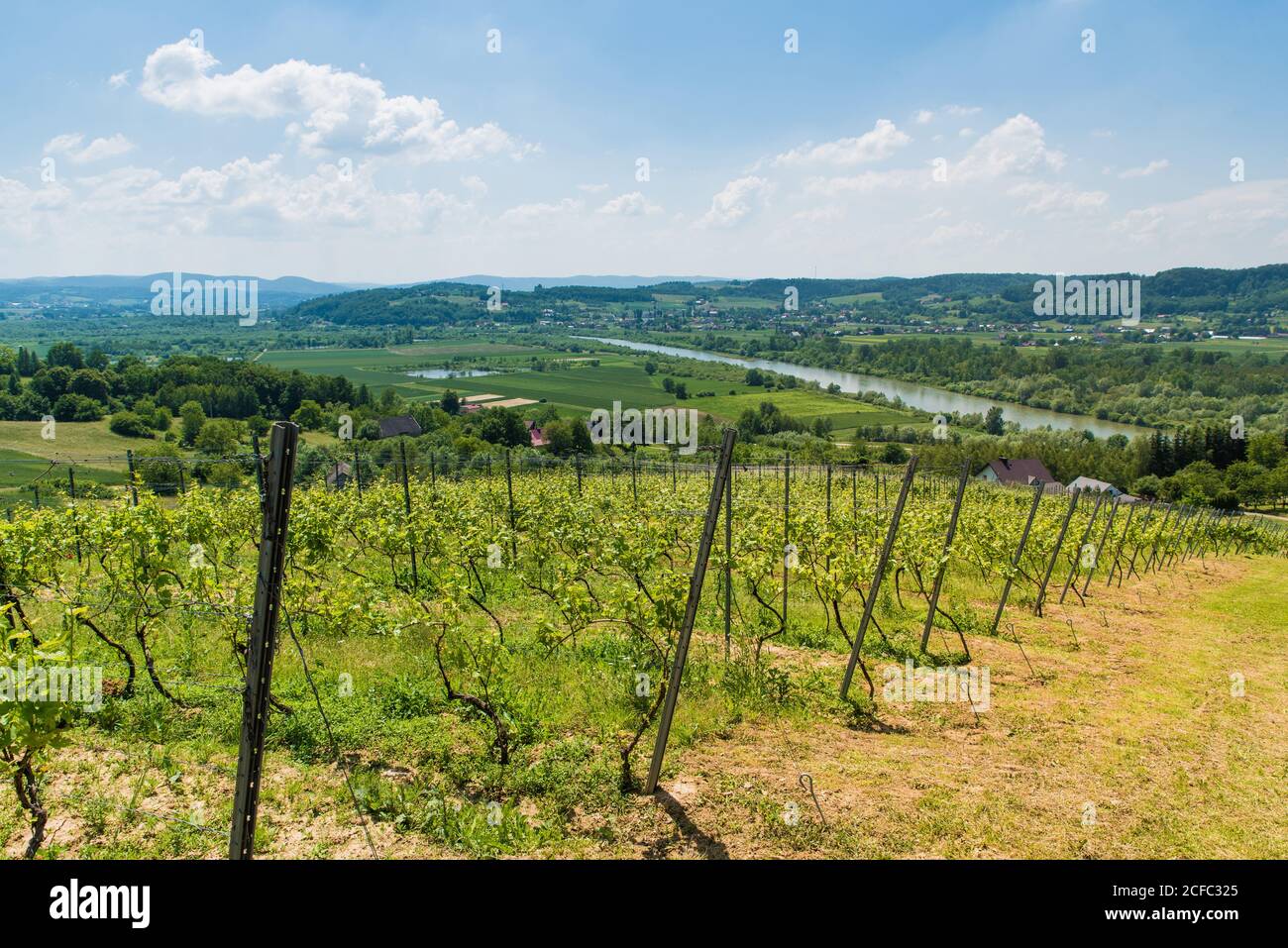 Summer landscape with green hills, river valley and vineyards. Green ...