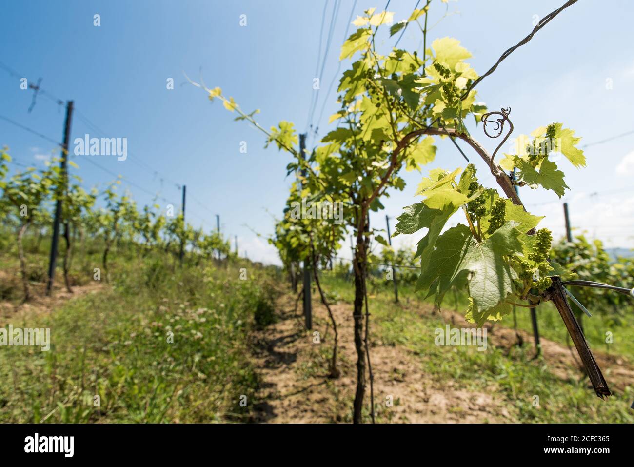 Grape vine pole hi-res stock photography and images - Alamy