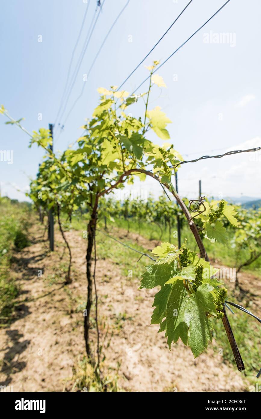 Grape vine pole hi-res stock photography and images - Alamy