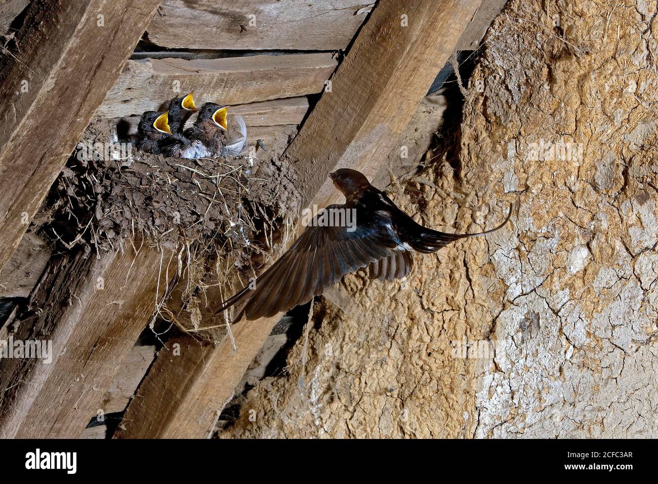 BARN SWALLOW OR EUROPEAN SWALLOW hirundo rustica, ADULT IN FLIGHT ...