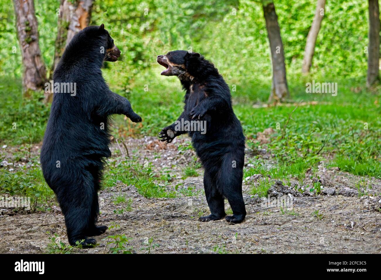 SPECTACLED BEAR tremarctos ornatus, ADULTS STANDING ON HIND LEGS, FIGHT ...
