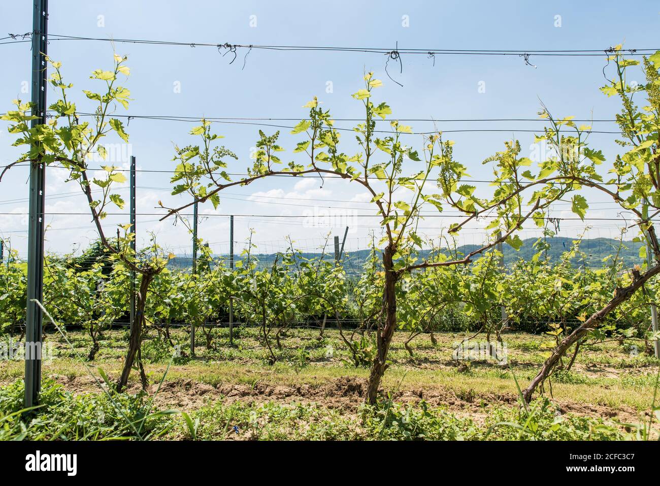 Grape vine pole hi-res stock photography and images - Alamy