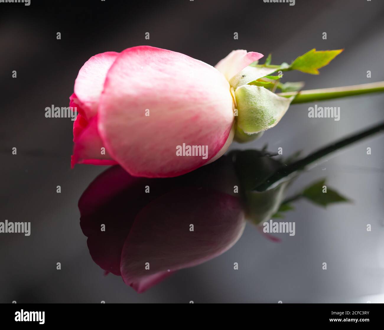 High-resolution close-up of single pink rose on mirrored surface Stock ...