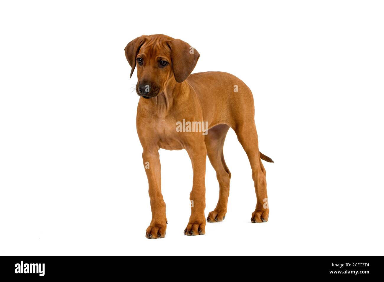 Rhodesian ridgeback puppy Cut Out Stock Images & Pictures - Alamy