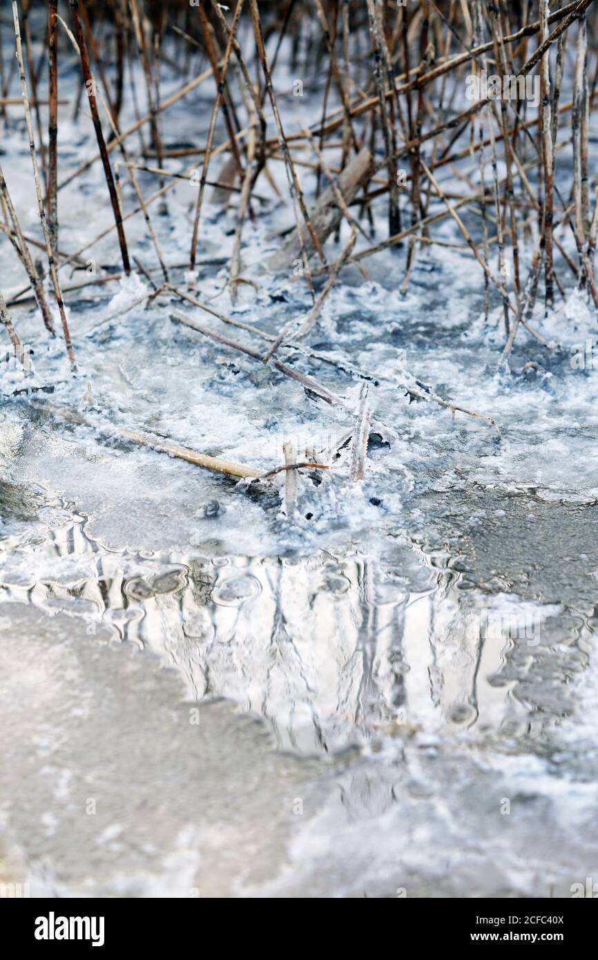 Puddle of water on ground covered with crystallized salt and growing ...