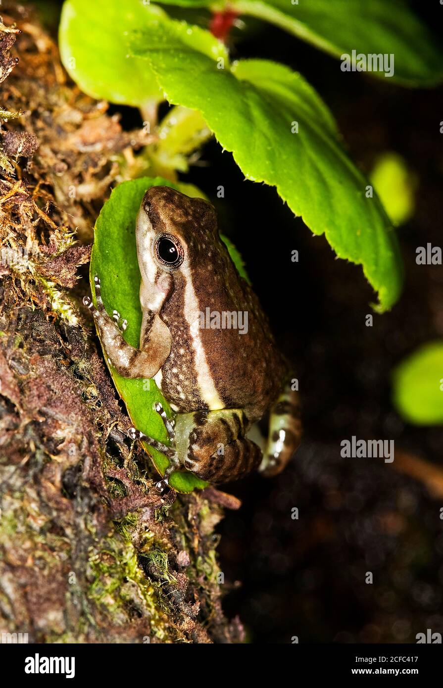 POISON DART FROG colostethus infraguttatus, ADULT STANDING ON LEAF ...